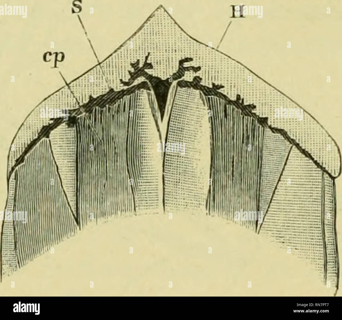 . The anatomy of the frog. Frogs -- Anatomy; Amphibians -- Anatomy. THE ...