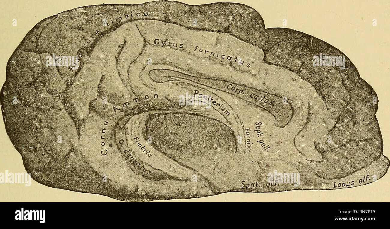 . The anatomy of the central nervous system of man and of vertebrates ...