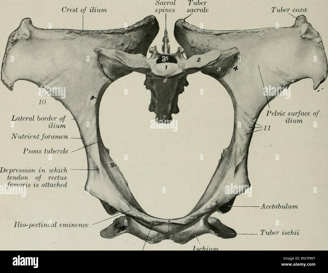 . The anatomy of the domestic animals. Veterinary anatomy. 110 THE ...