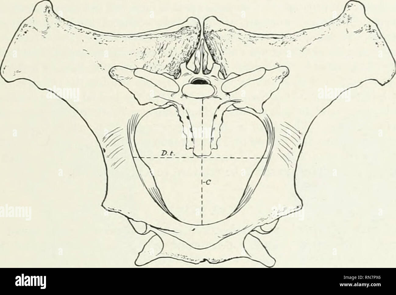 . The anatomy of the domestic animals. Veterinary anatomy. THE PELVIS ...