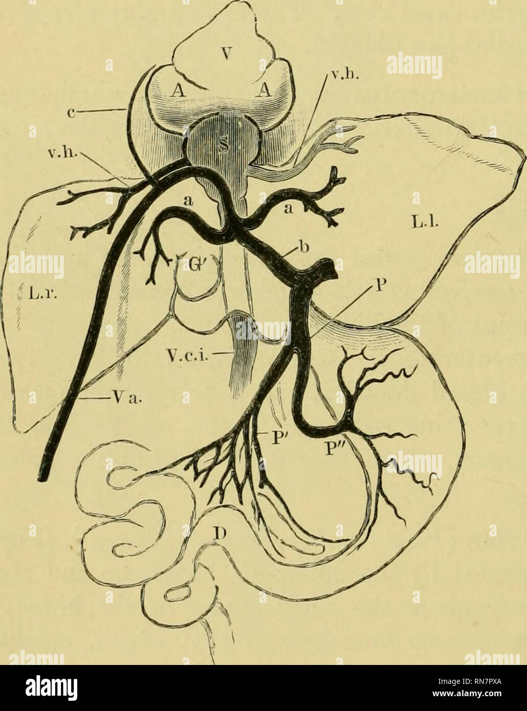 . The anatomy of the frog. Frogs -- Anatomy; Amphibians -- Anatomy. 248 ...