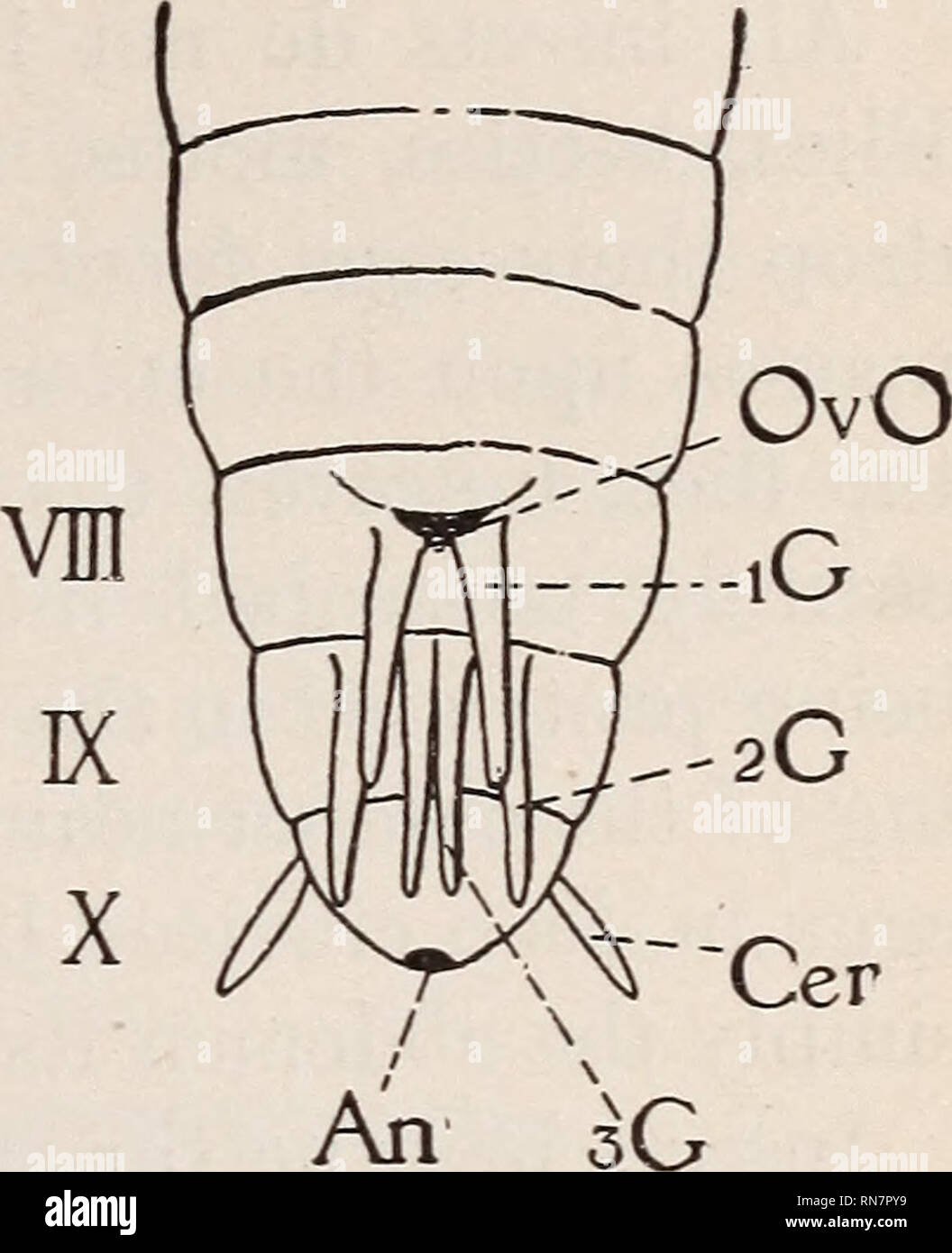. The anatomy of the honey bee. Insects; Bees; Bees Anatomy; Honeybee ...