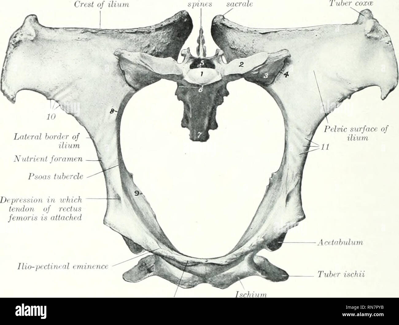 . The anatomy of the domestic animals. Veterinary anatomy. 110 THE ...