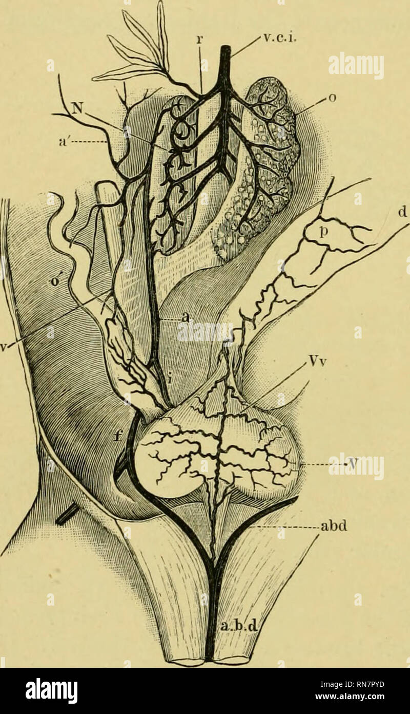 . The anatomy of the frog. Frogs -- Anatomy; Amphibians -- Anatomy. 246 ...