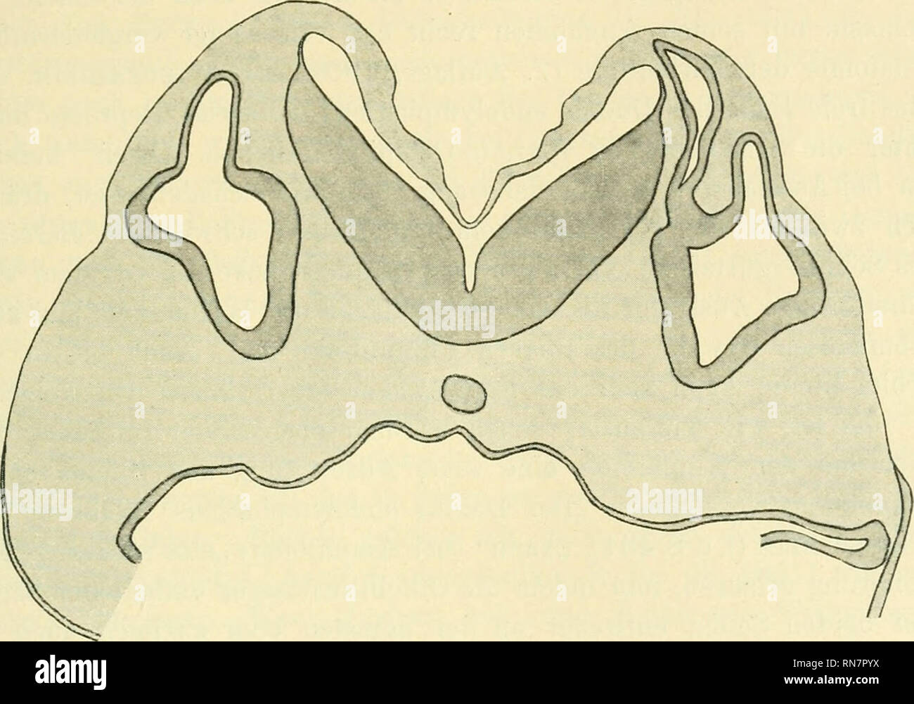 . Anatomischer Anzeiger. Anatomy, Comparative; Anatomy, Comparative ...