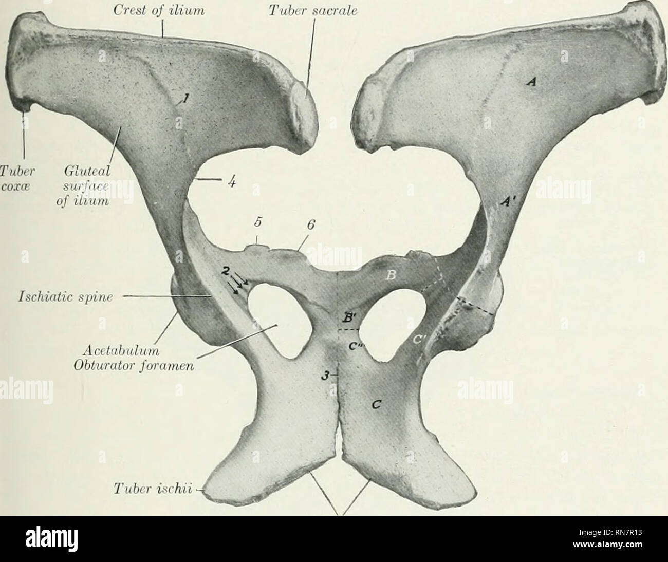 . The anatomy of the domestic animals. Veterinary anatomy. THE ISCHIUM ...