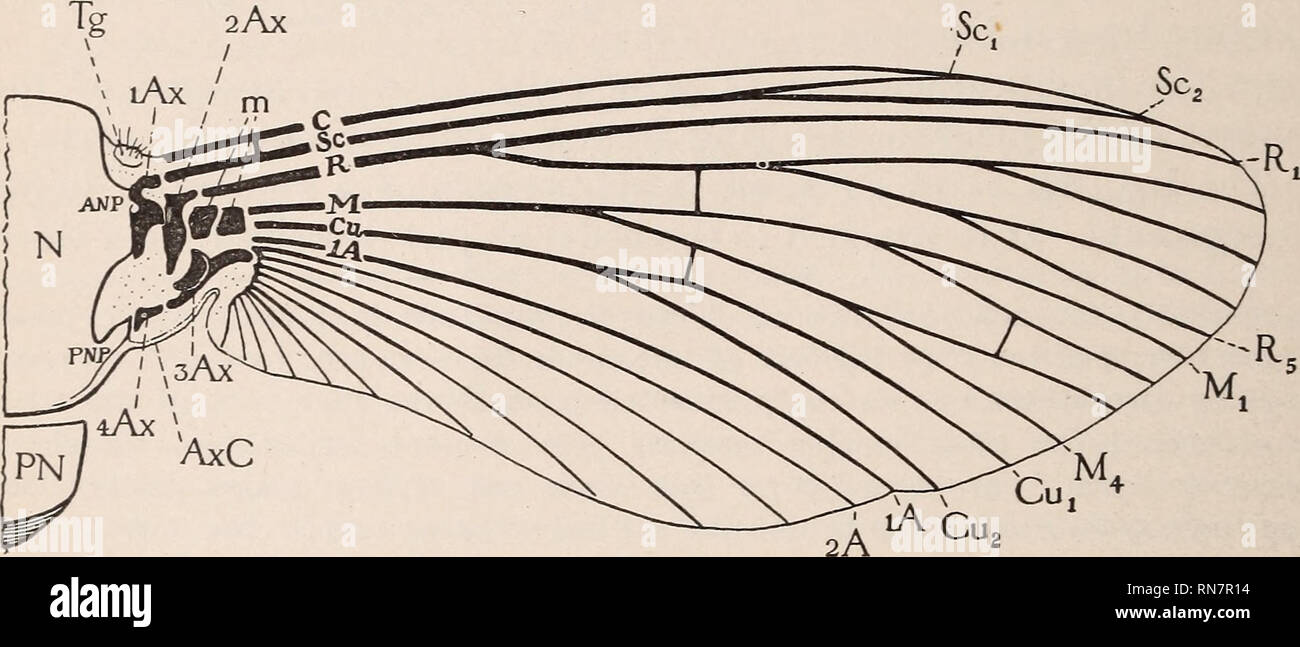 . The anatomy of the honey bee. Insects; Bees; Bees Anatomy; Honeybee ...