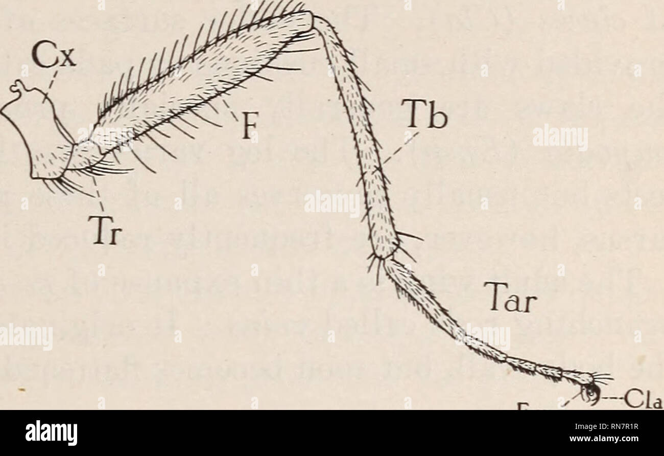 . The anatomy of the honey bee. Insects; Bees; Bees Anatomy; Honeybee ...
