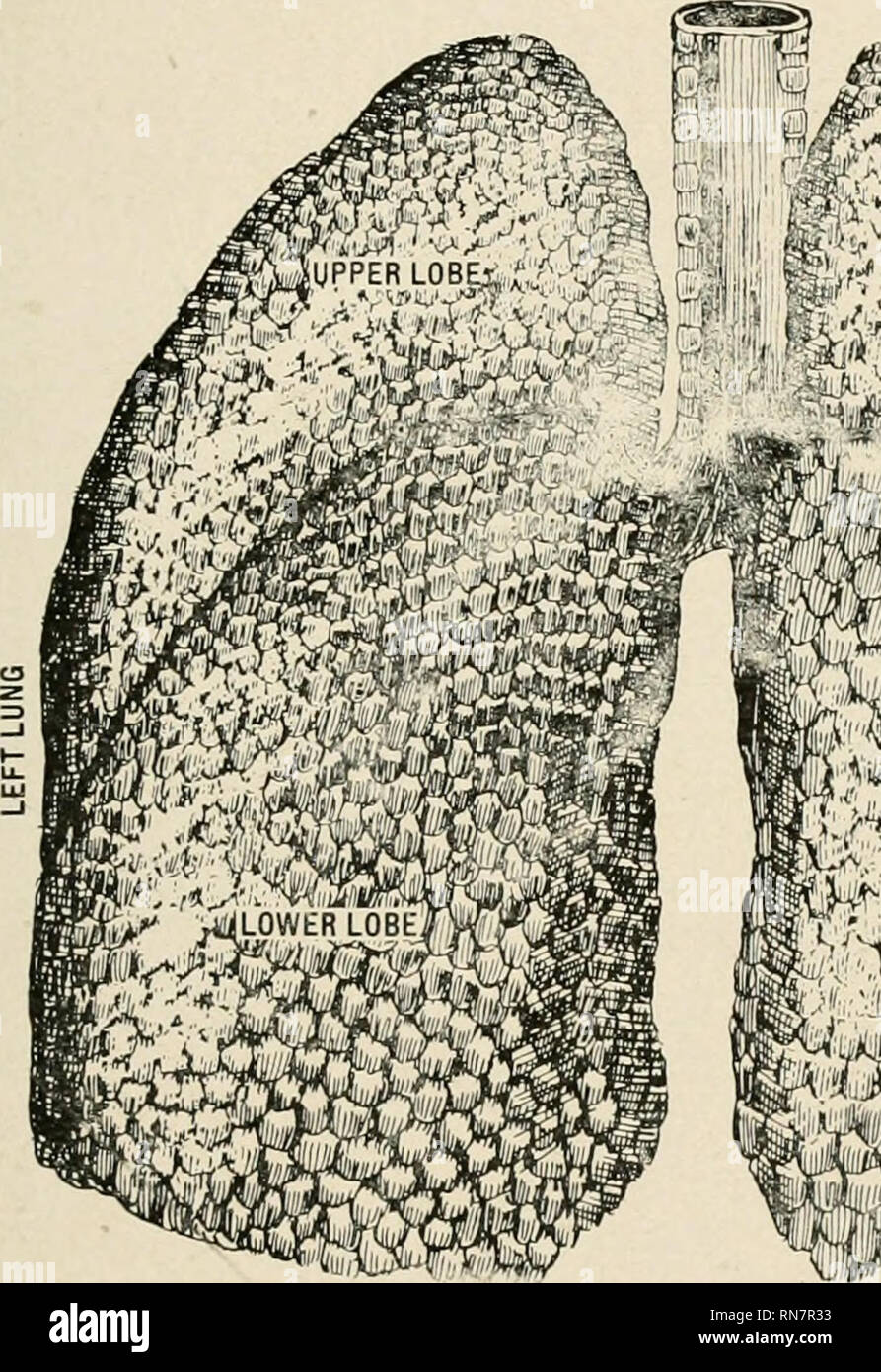 Ranine hi-res stock photography and images - Alamy