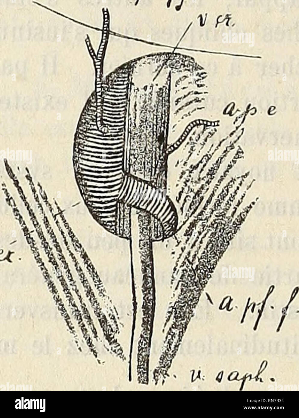 Saphena magna hi-res stock photography and images - Alamy