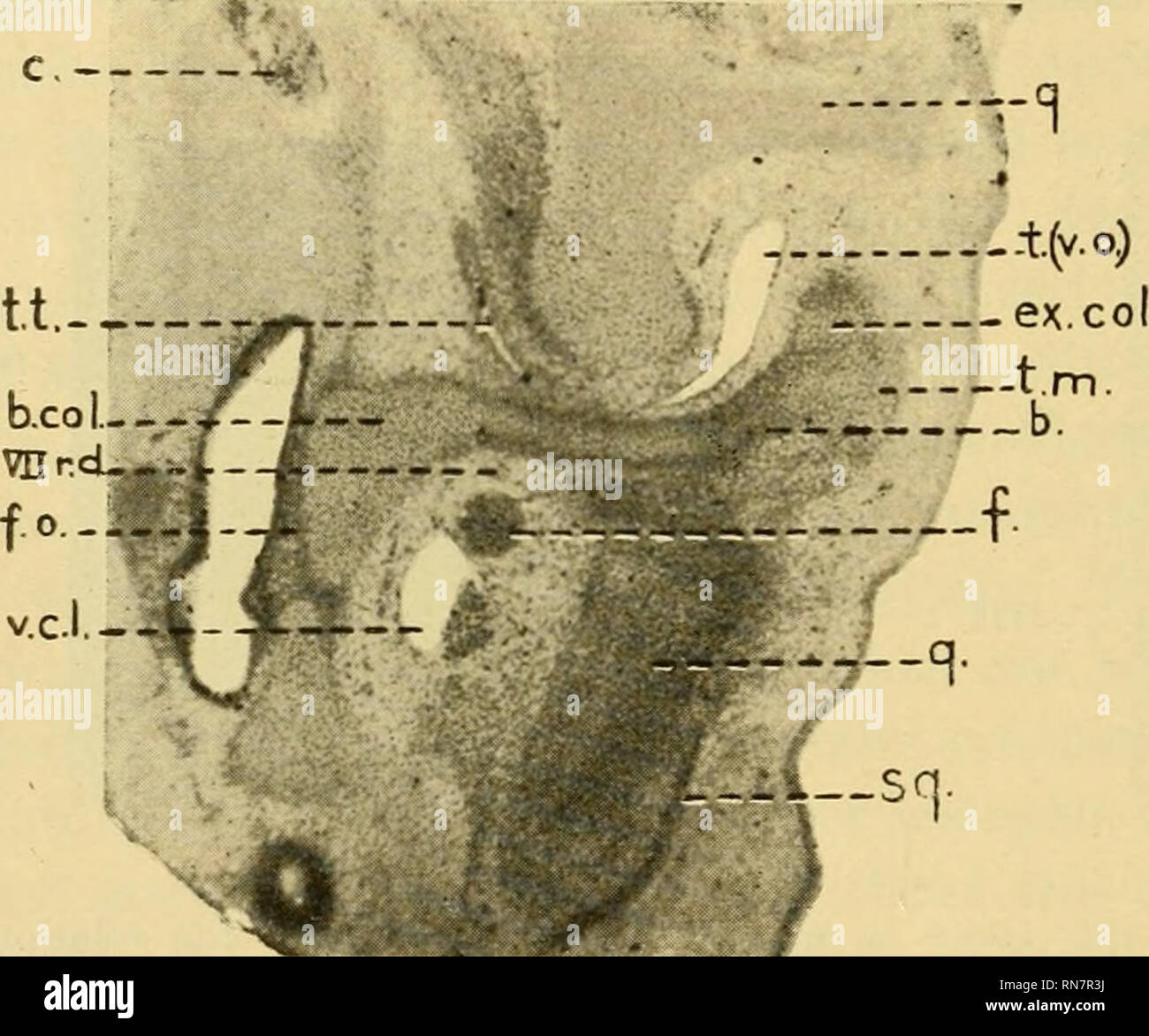 . Anatomischer Anzeiger. Anatomy, Comparative; Anatomy, Comparative ...