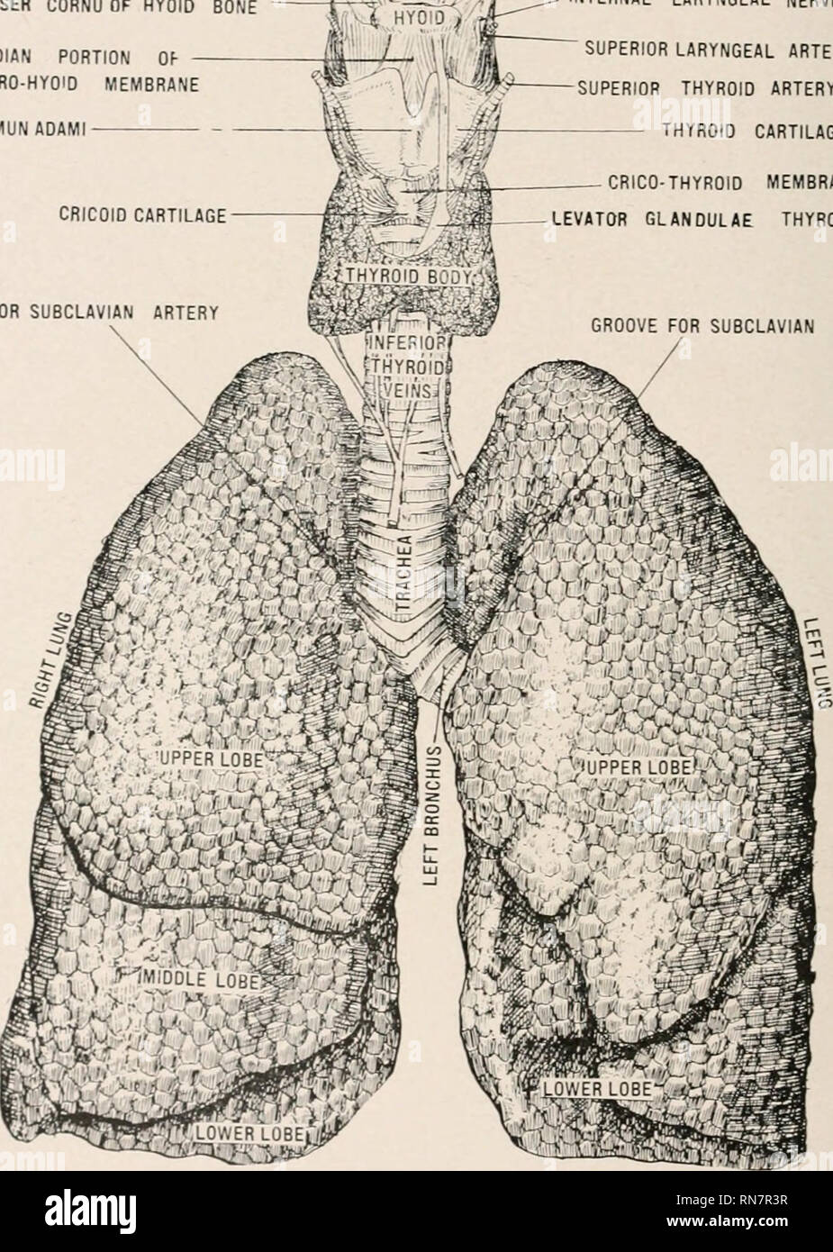 . Anatomy in a nutshell : a treatise on human anatomy in its relation ...