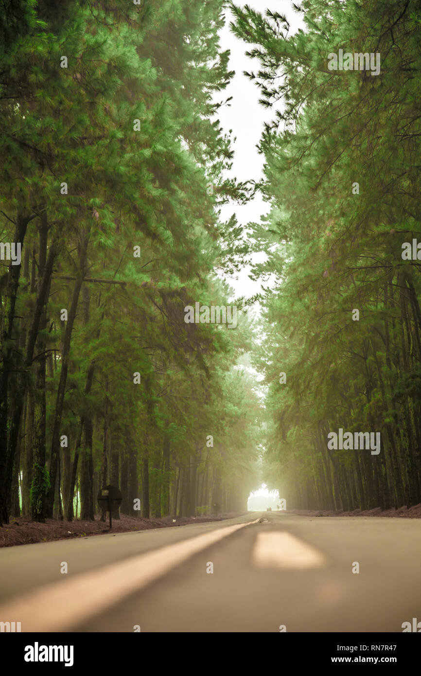 pine tree mist road beautiful scene Stock Photo - Alamy