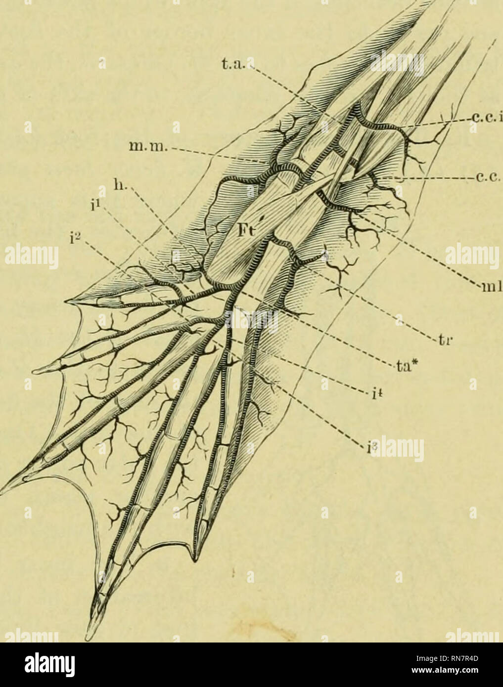 . The anatomy of the frog. Frogs -- Anatomy; Amphibians -- Anatomy. THE ...