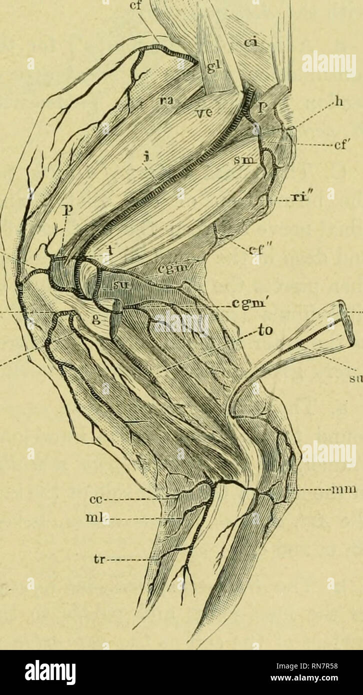 . The anatomy of the frog. Frogs -- Anatomy; Amphibians -- Anatomy. THE ...