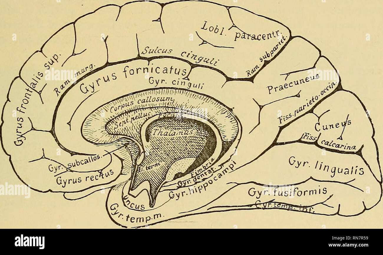 Anterior Fornix Brain