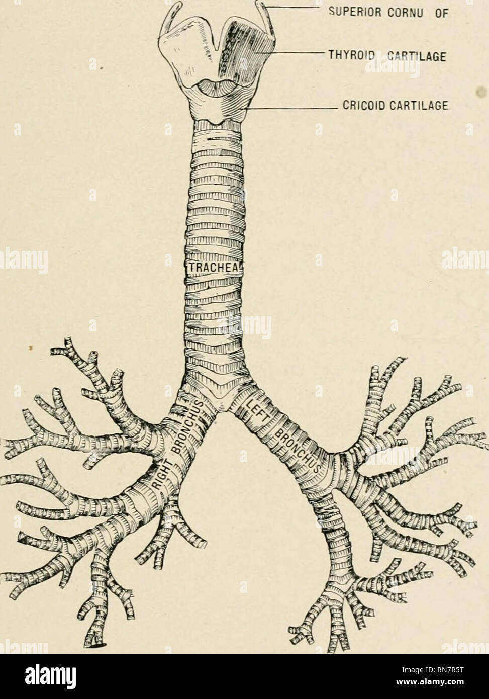 . Anatomy in a nutshell : a treatise on human anatomy in its relation ...