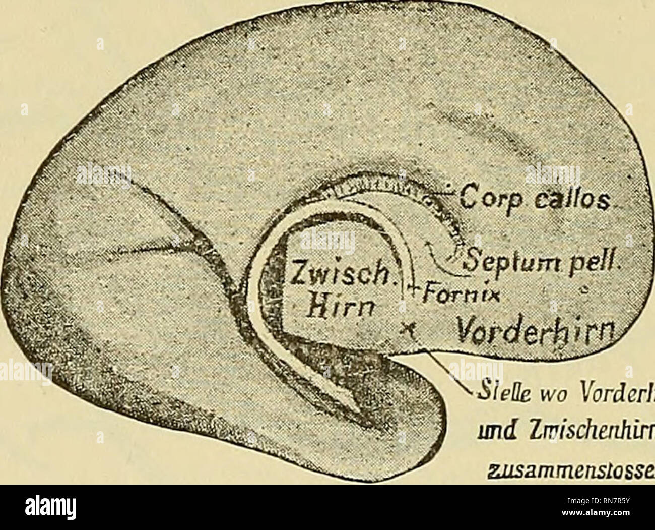 . The anatomy of the central nervous system of man and of vertebrates ...