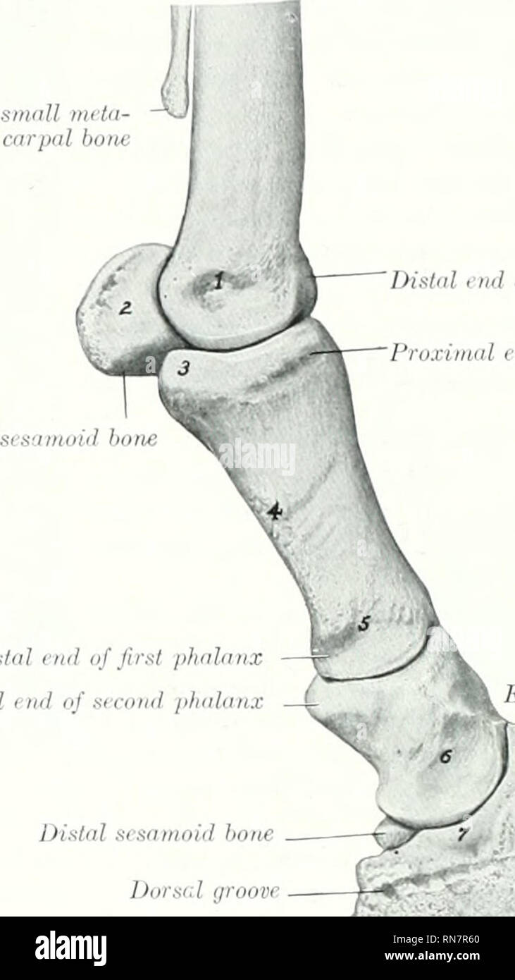 . The anatomy of the domestic animals. Veterinary anatomy. 100 THE ...