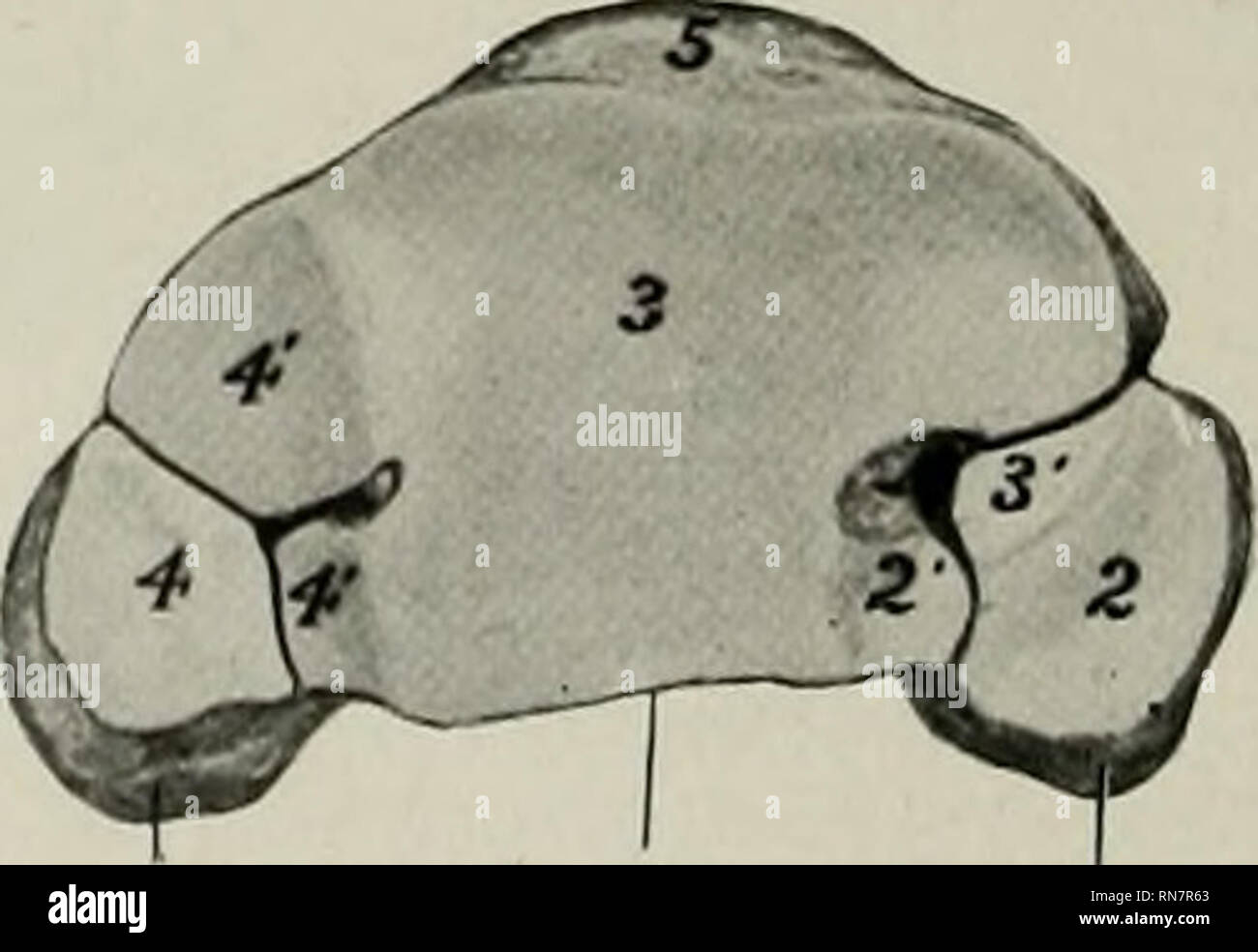 . The anatomy of the domestic animals. Veterinary anatomy. McIV Mclll ...