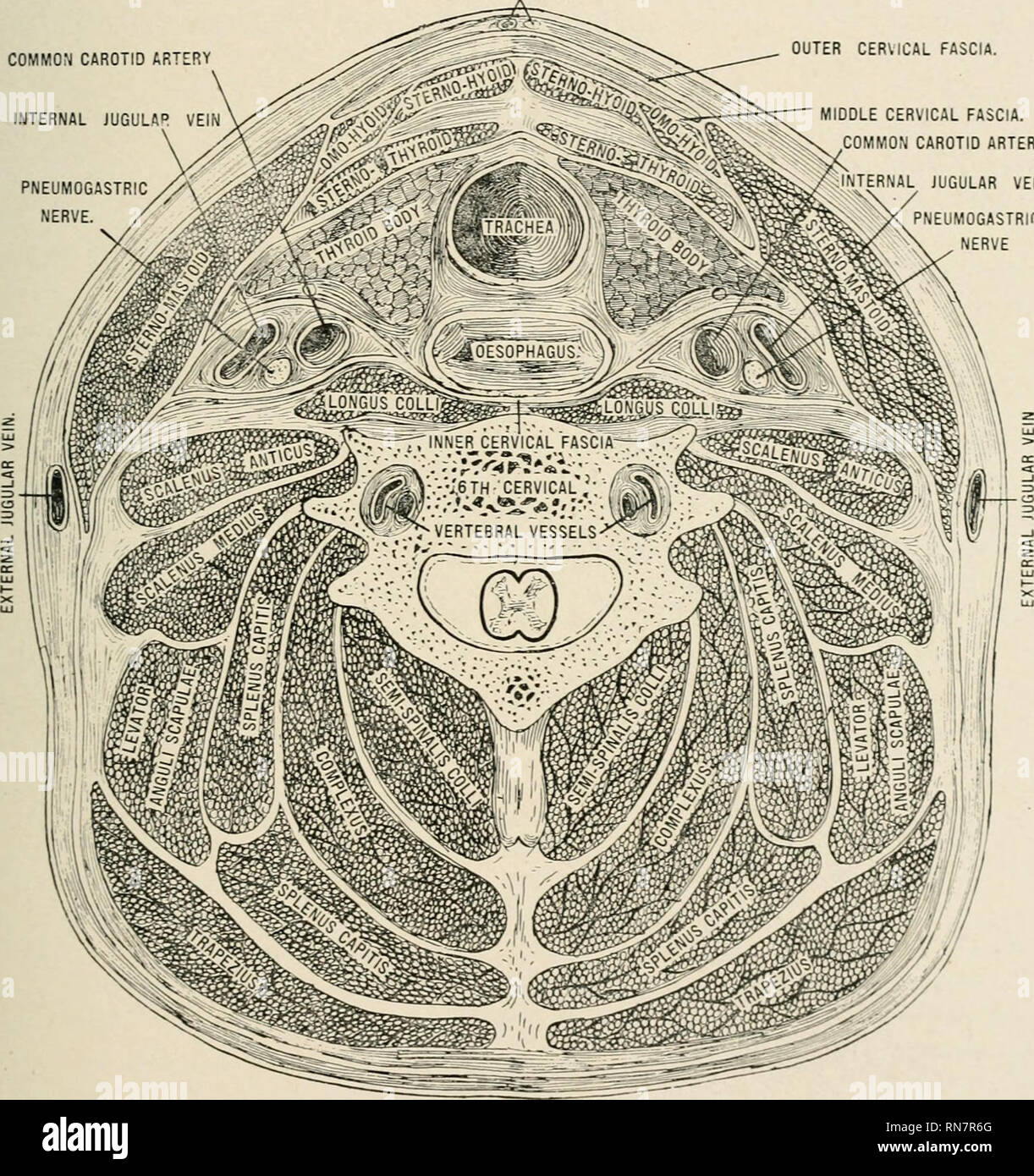 Innominate artery hi-res stock photography and images - Alamy