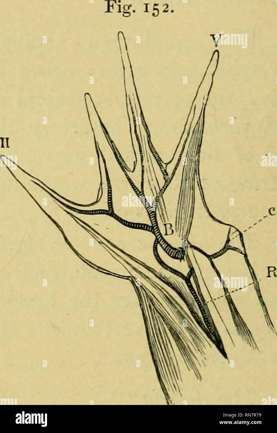 . The anatomy of the frog. Frogs -- Anatomy; Amphibians -- Anatomy ...