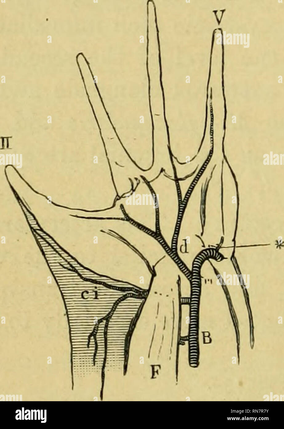 . The anatomy of the frog. Frogs -- Anatomy; Amphibians -- Anatomy. 232 ...