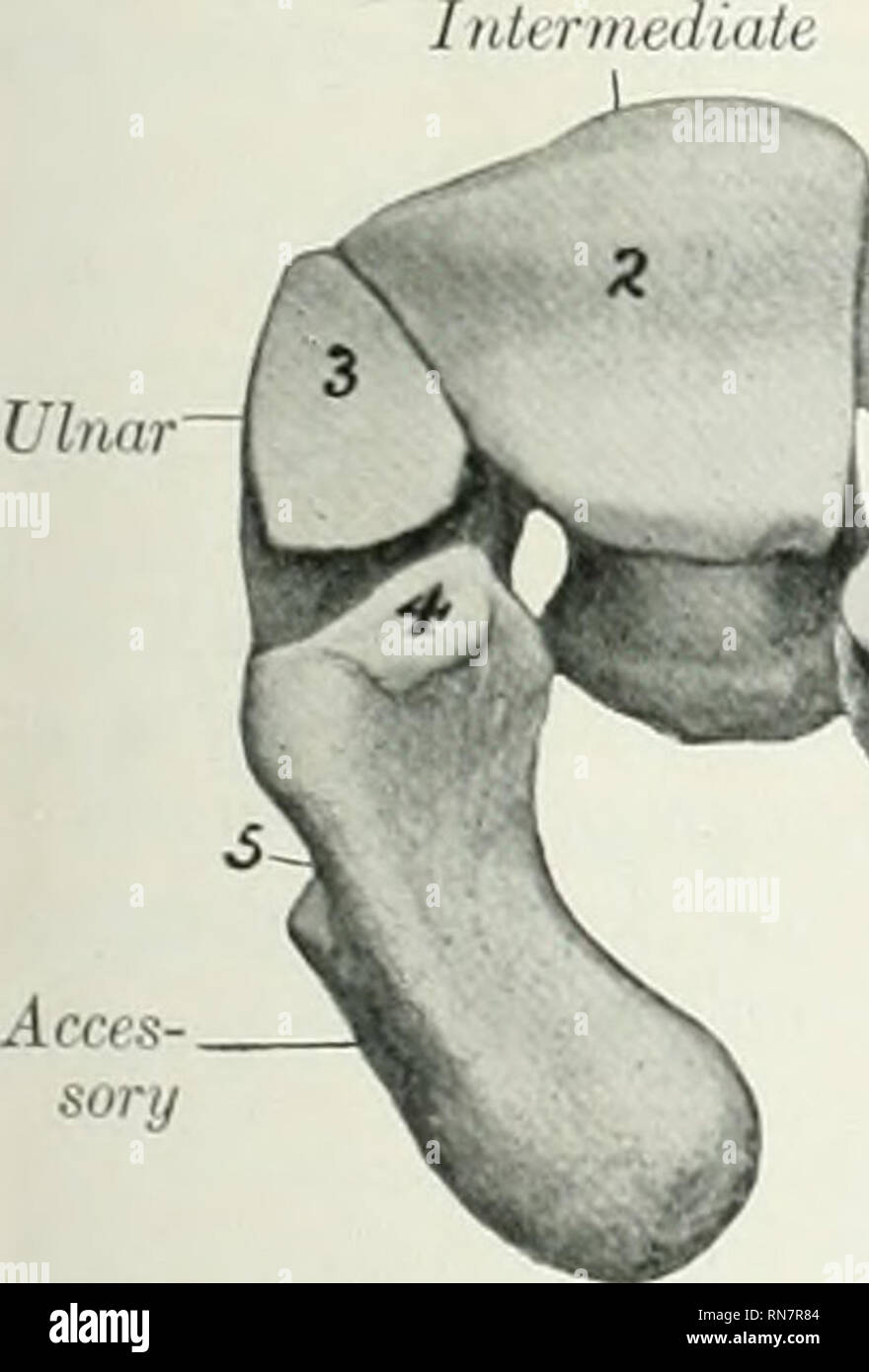 . The anatomy of the domestic animals. Veterinary anatomy. FiG. 73 ...