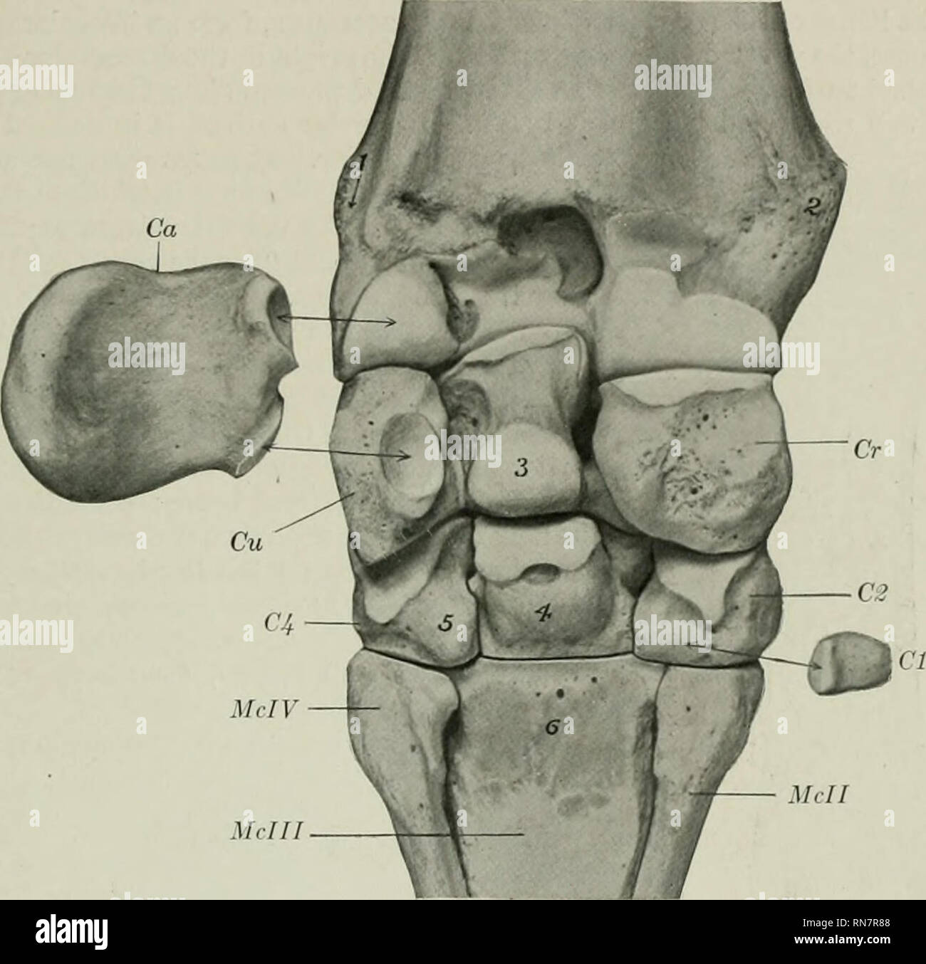 . The anatomy of the domestic animals. Veterinary anatomy. THE FOURTH ...