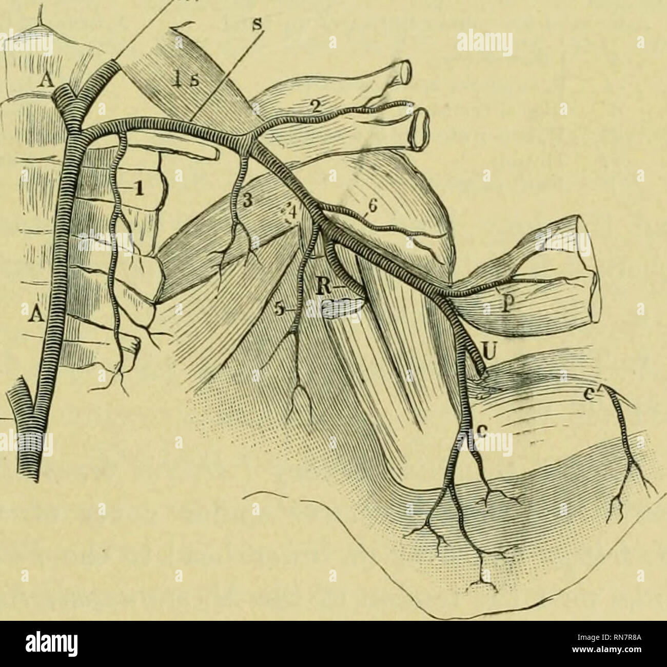 . The anatomy of the frog. Frogs -- Anatomy; Amphibians -- Anatomy. THE ...