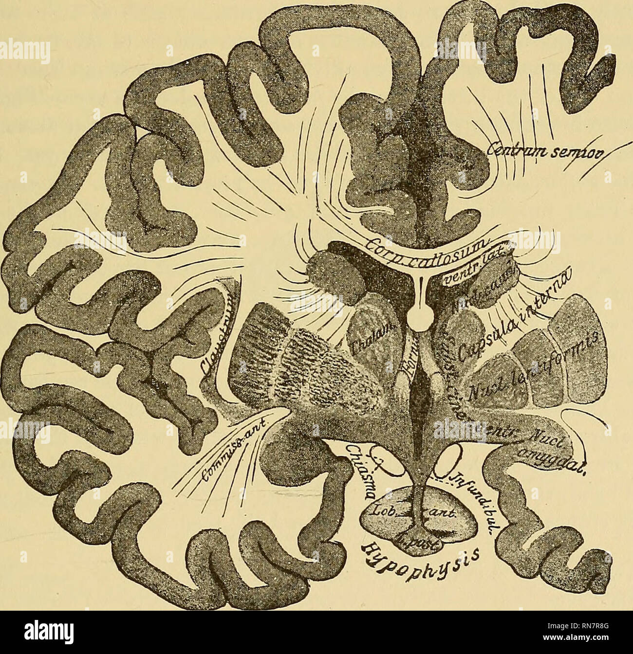 Porm hi-res stock photography and images - Alamy