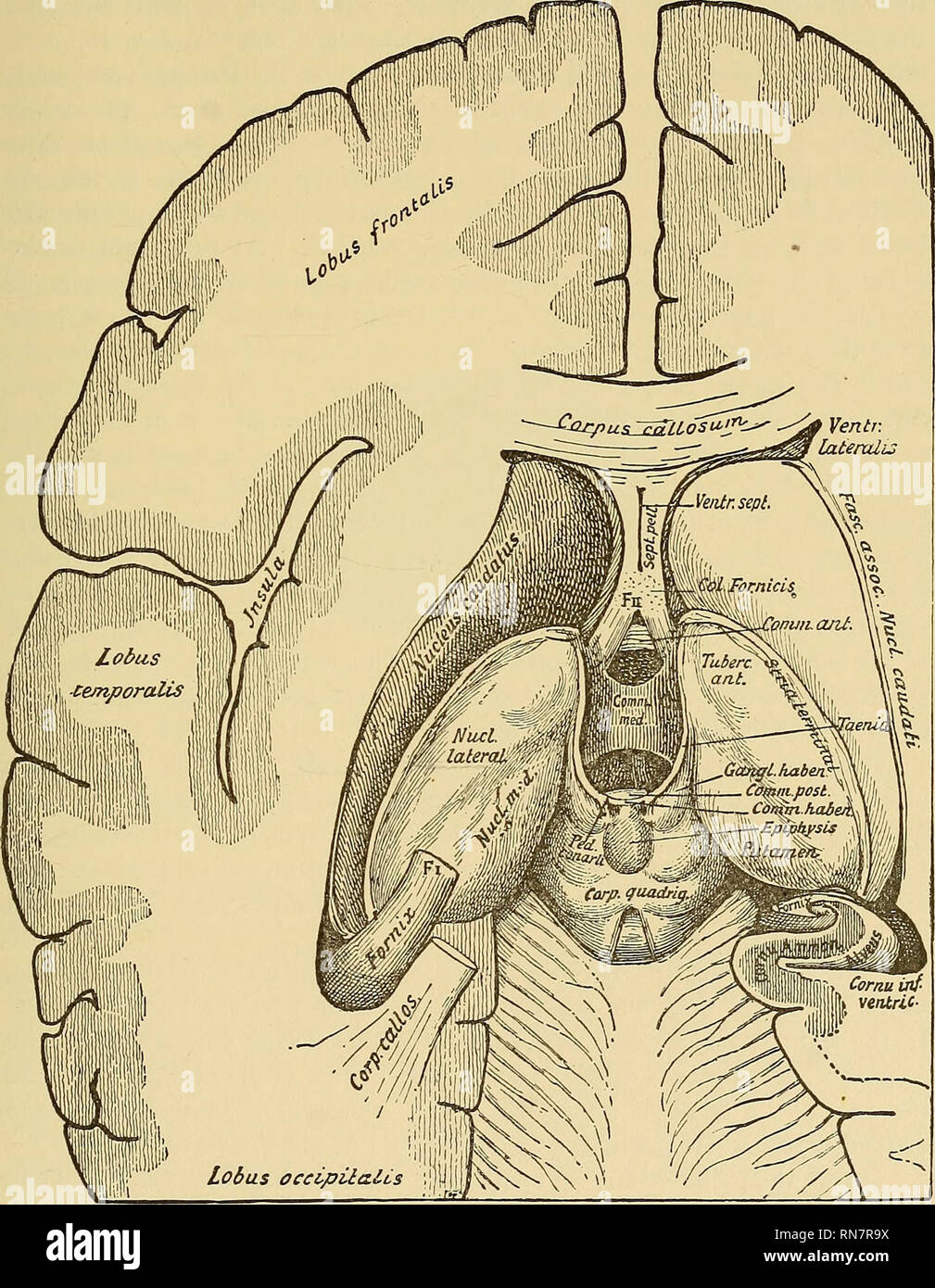 Horizontal View Of Brain