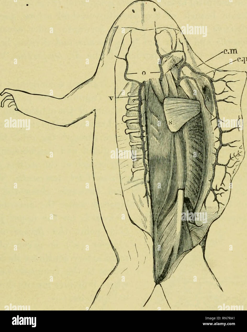 . The anatomy of the frog. Frogs -- Anatomy; Amphibians -- Anatomy. THE ...