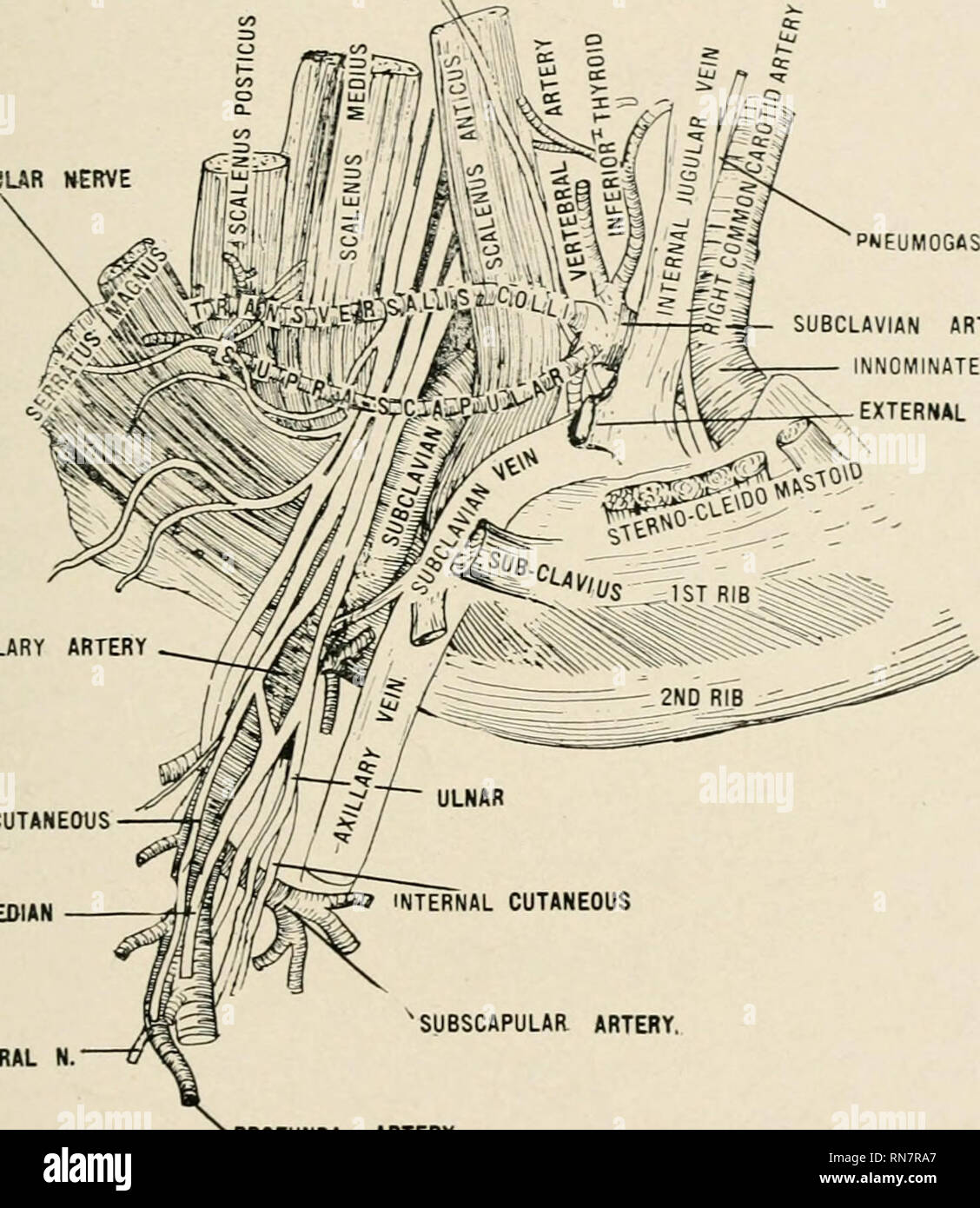 . Anatomy in a nutshell : a treatise on human anatomy in its relation ...