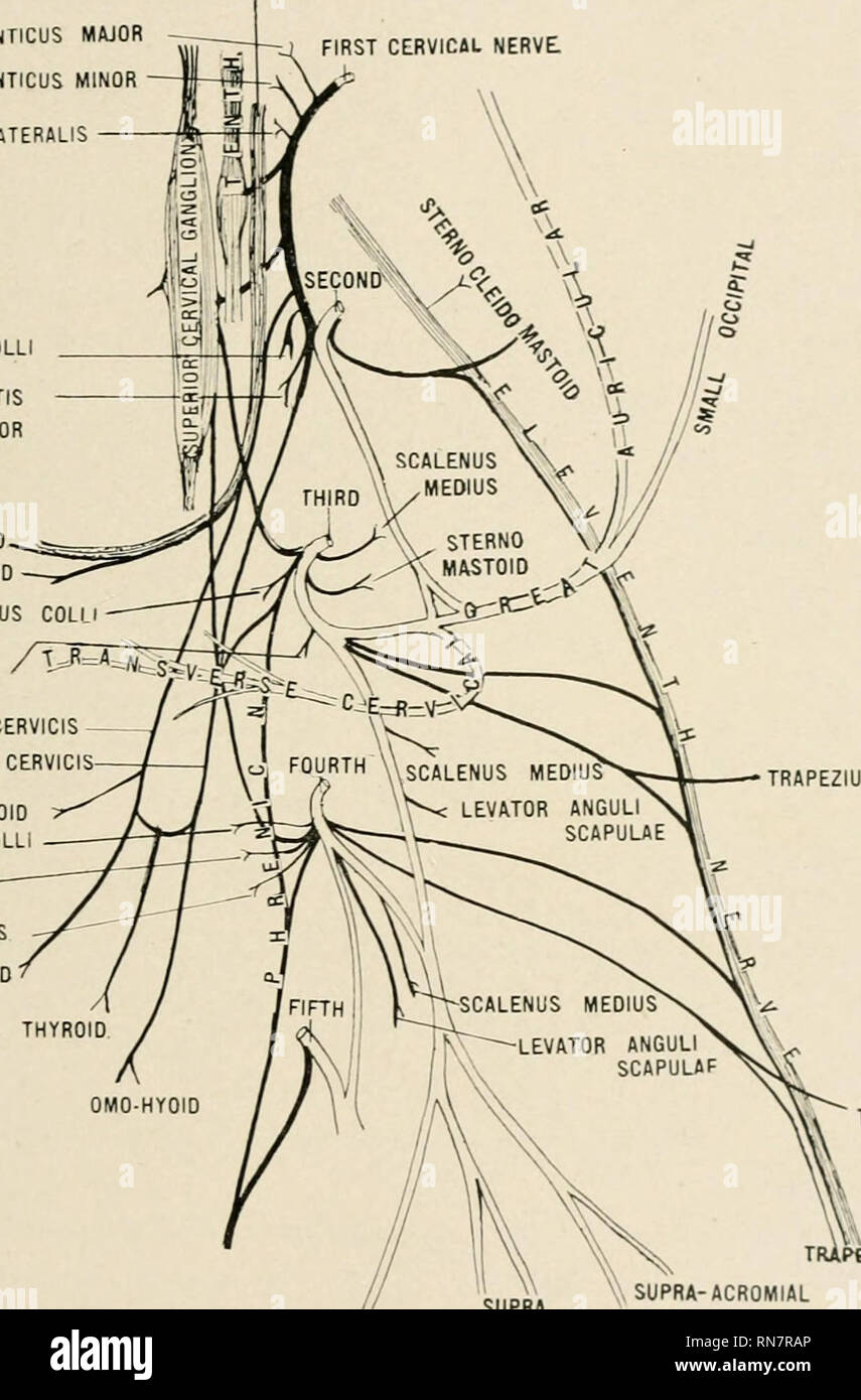 . Anatomy in a nutshell : a treatise on human anatomy in its relation ...