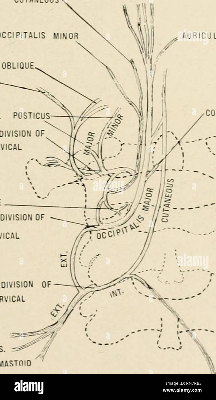 . Anatomy in a nutshell : a treatise on human anatomy in its relation ...