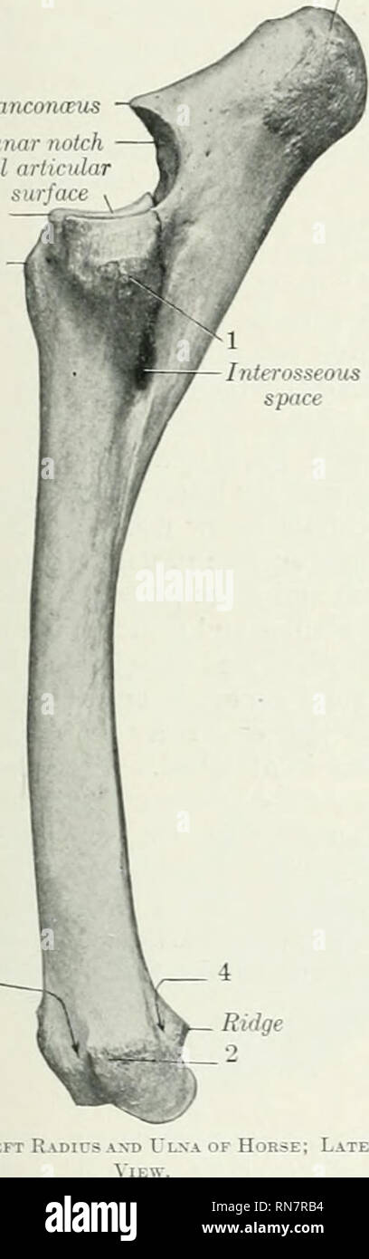 Processus coronoid ulna hi-res stock photography and images - Alamy