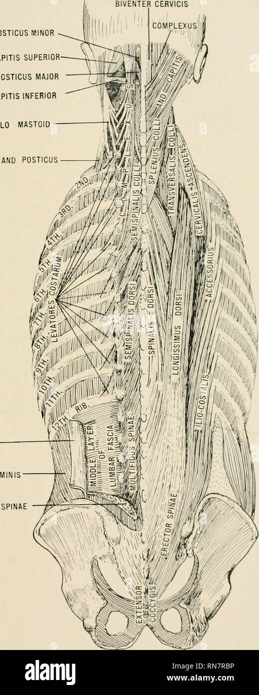 Spinae High Resolution Stock Photography and Images - Alamy