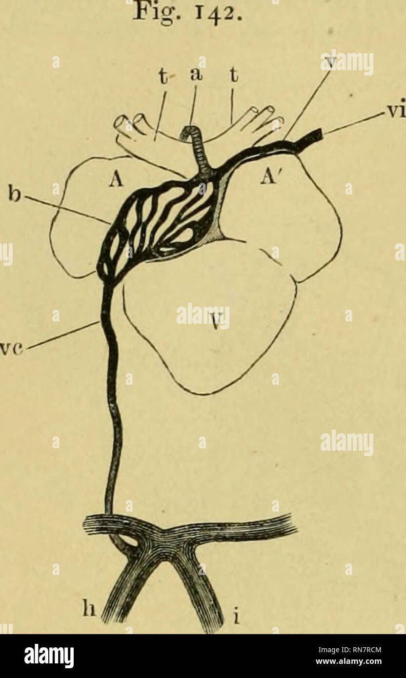 . The anatomy of the frog. Frogs -- Anatomy; Amphibians -- Anatomy. 222 ...