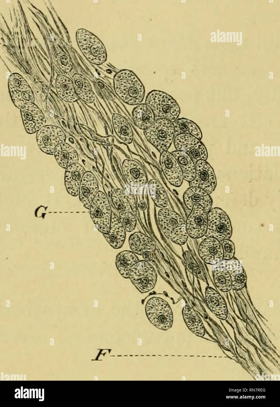 . The anatomy of the frog. Frogs -- Anatomy; Amphibians -- Anatomy. 220 ...