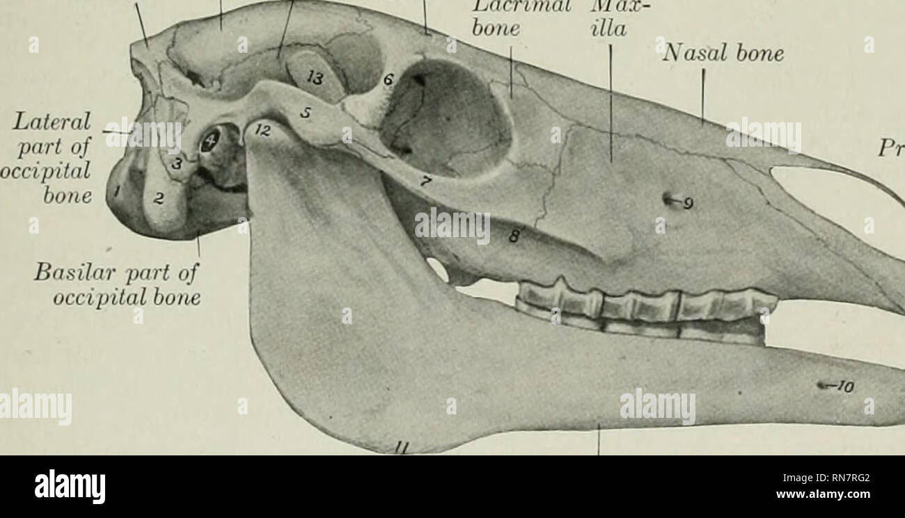 Animal Anatomy Of Maxillary Sinuses
