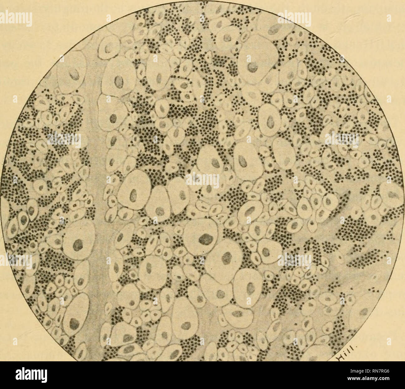 Silver staining technique hi-res stock photography and images - Alamy