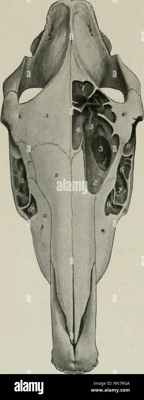 . The anatomy of the domestic animals. Veterinary anatomy. 84 THE ...
