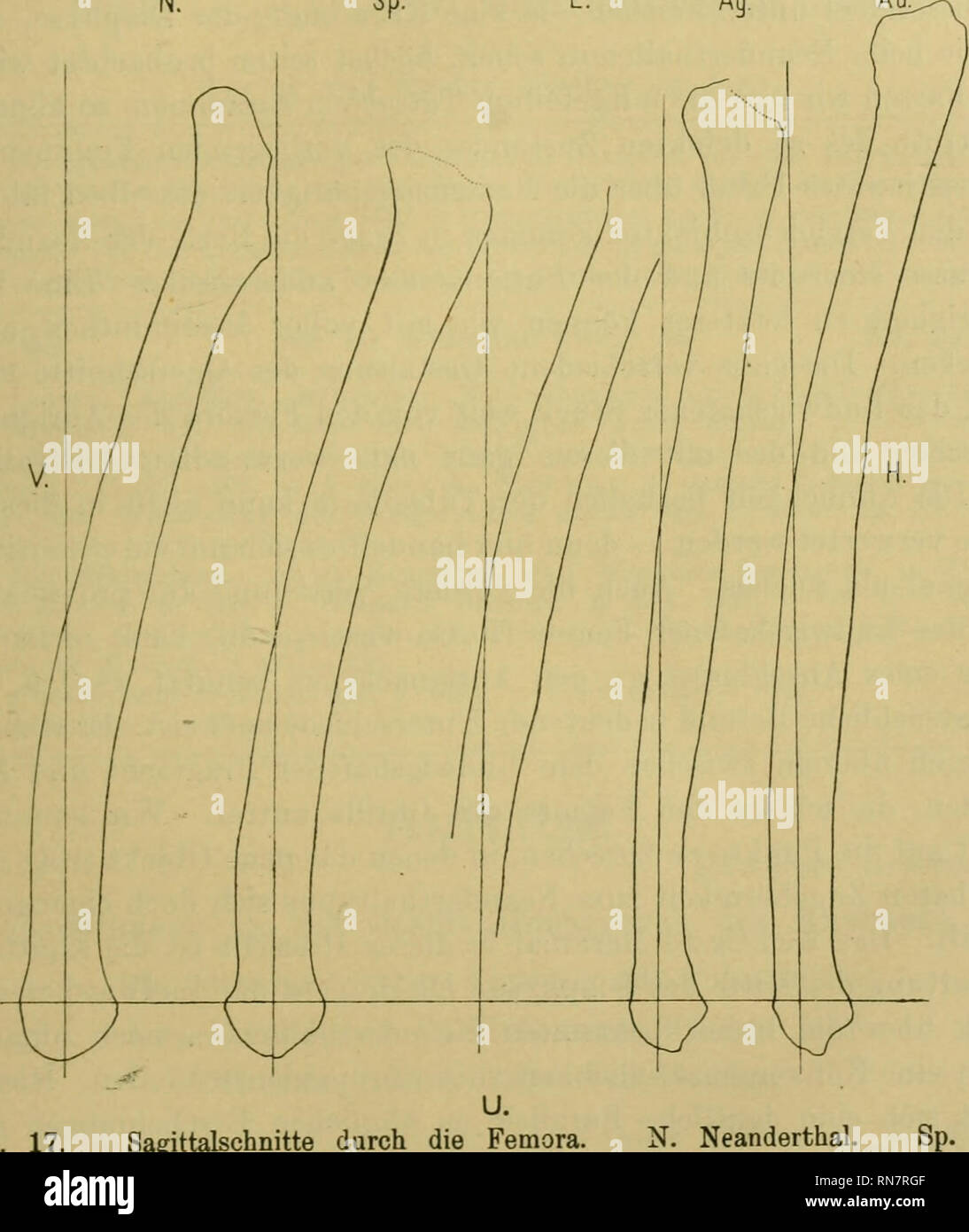 Linea aspera of femur hi-res stock photography and images - Alamy