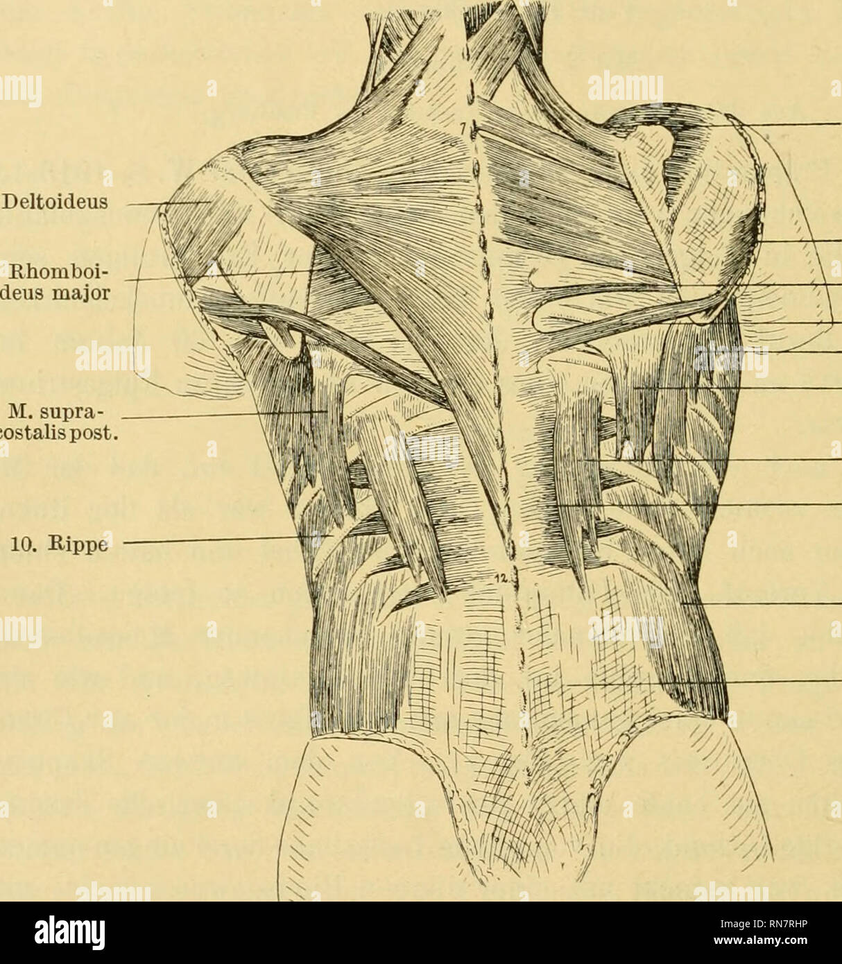 Trapezius muskel hi-res stock photography and images - Alamy