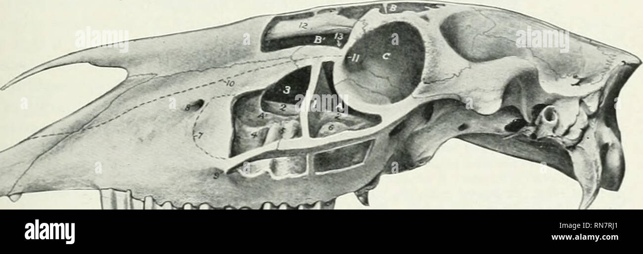 Animal Anatomy Of Maxillary Sinuses
