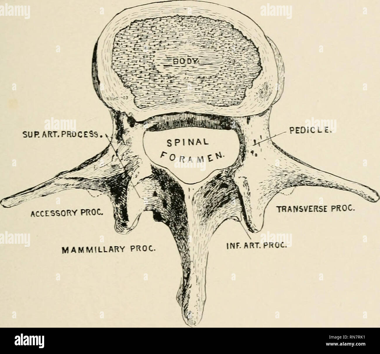. Anatomy in a nutshell : a treatise on human anatomy in its relation ...