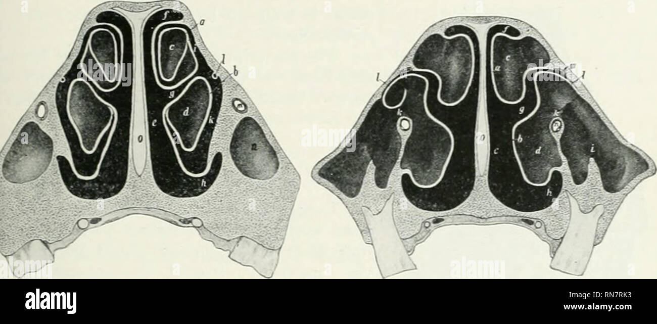 . The anatomy of the domestic animals. Veterinary anatomy. THE NASAL ...