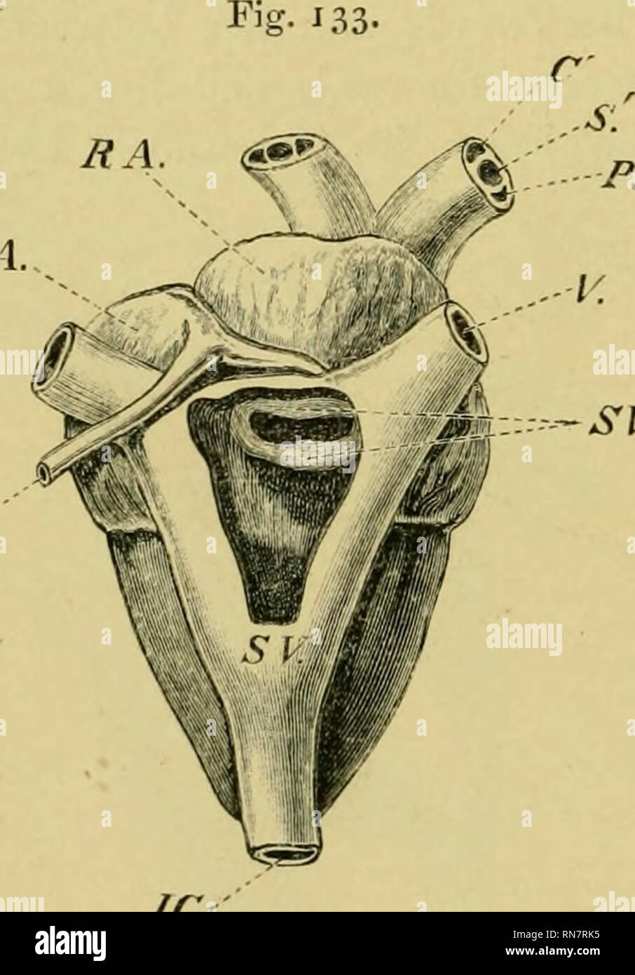 . The anatomy of the frog. Frogs -- Anatomy; Amphibians -- Anatomy. 214 ...
