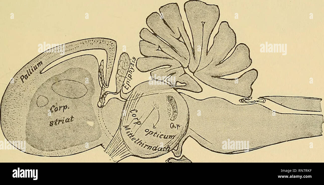 . The anatomy of the central nervous system of man and of vertebrates ...